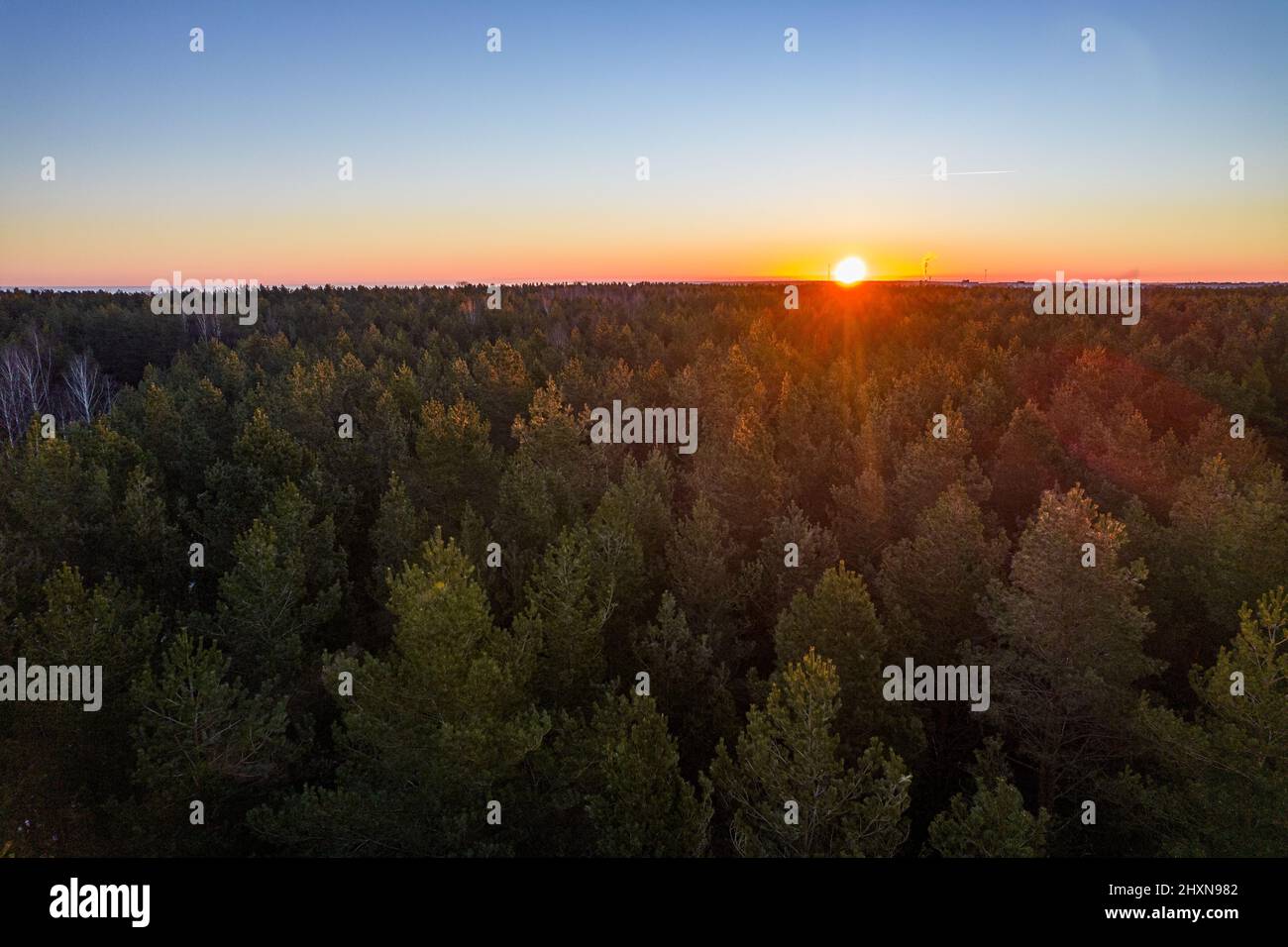 Drone aerial shot of green pine forests and spring birch groves with ...
