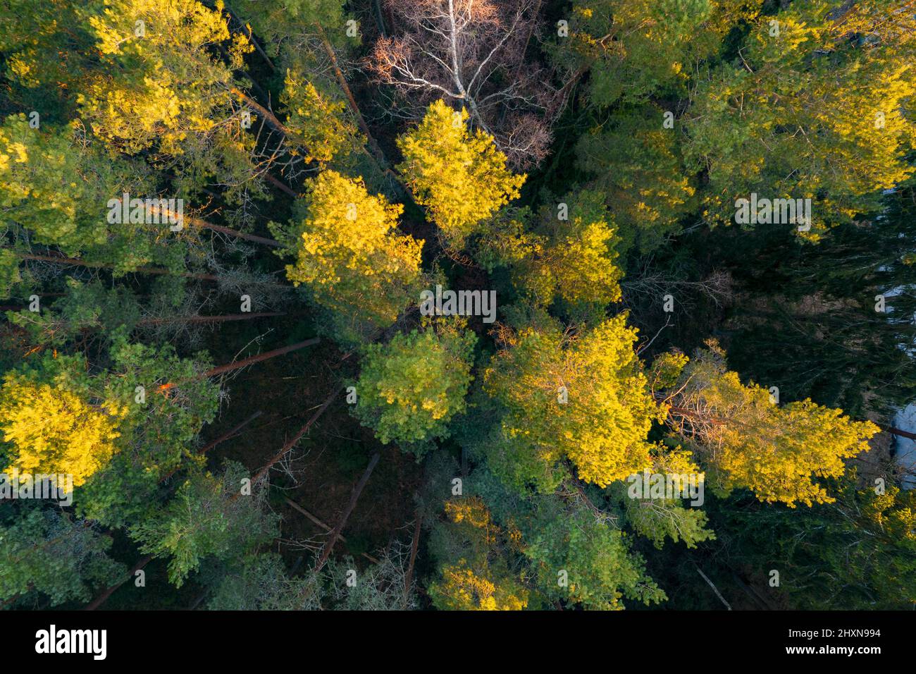 Drone aerial shot of green pine forests and spring birch groves with ...