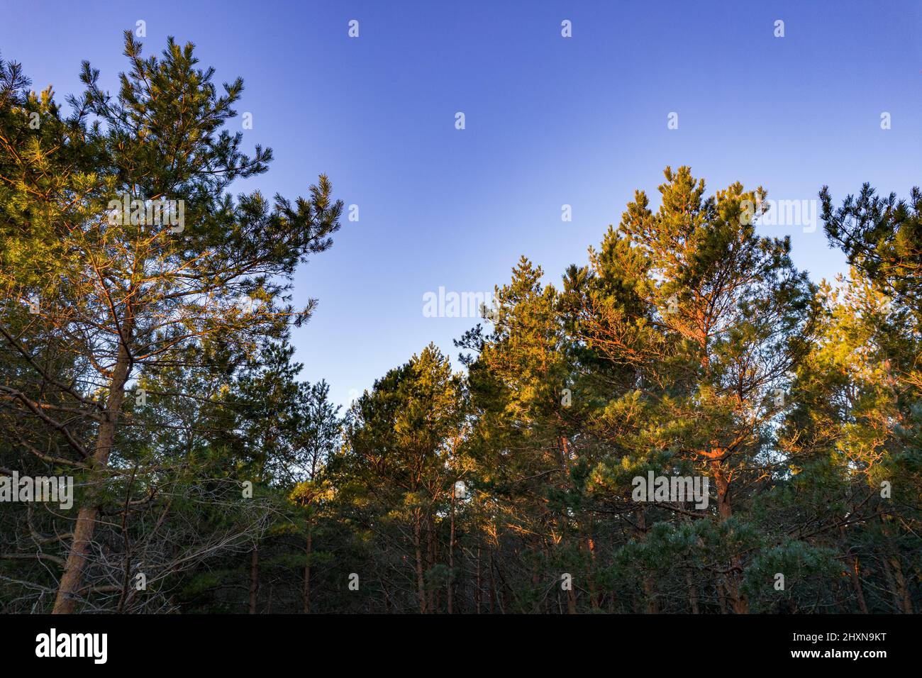Drone aerial shot of green pine forests and spring birch groves with ...