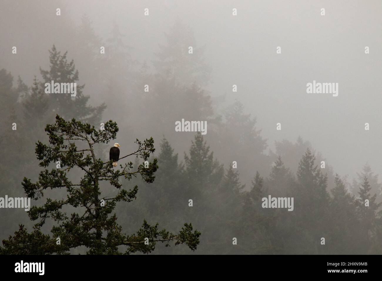 An adult Bald Eagle perched in a tree on a foggy or misty day in a ...