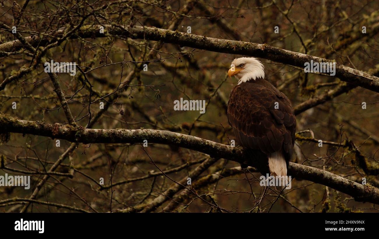 An adult Bald Eagle on a branch in a dense forest with trees all around ...