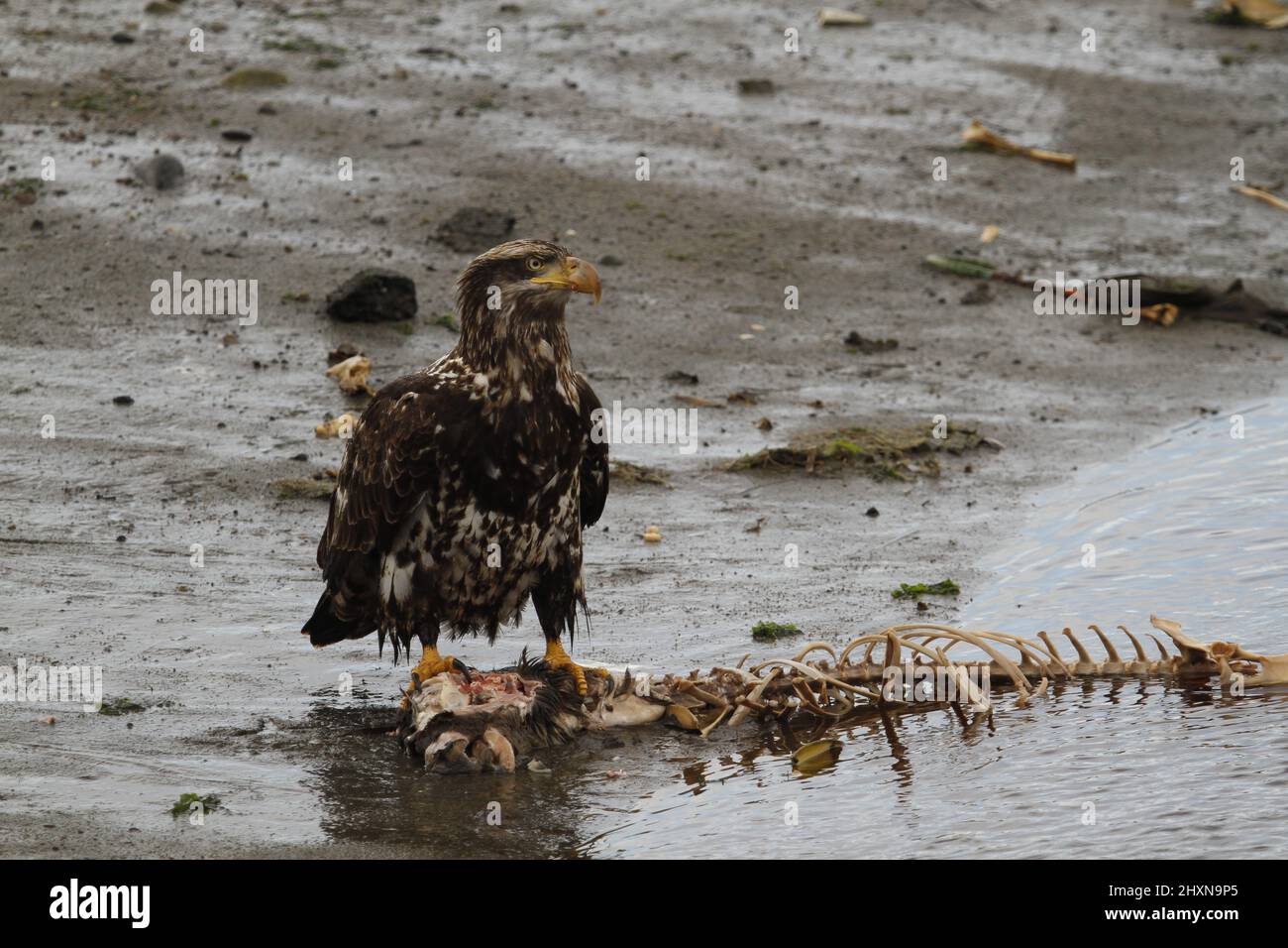 Skeleton of eagle hi-res stock photography and images - Alamy