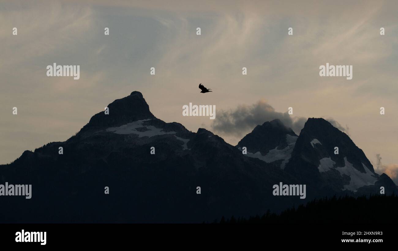 A Turkey Vulture flying in silhouette at dawn over Omega Mountain, Mt ...