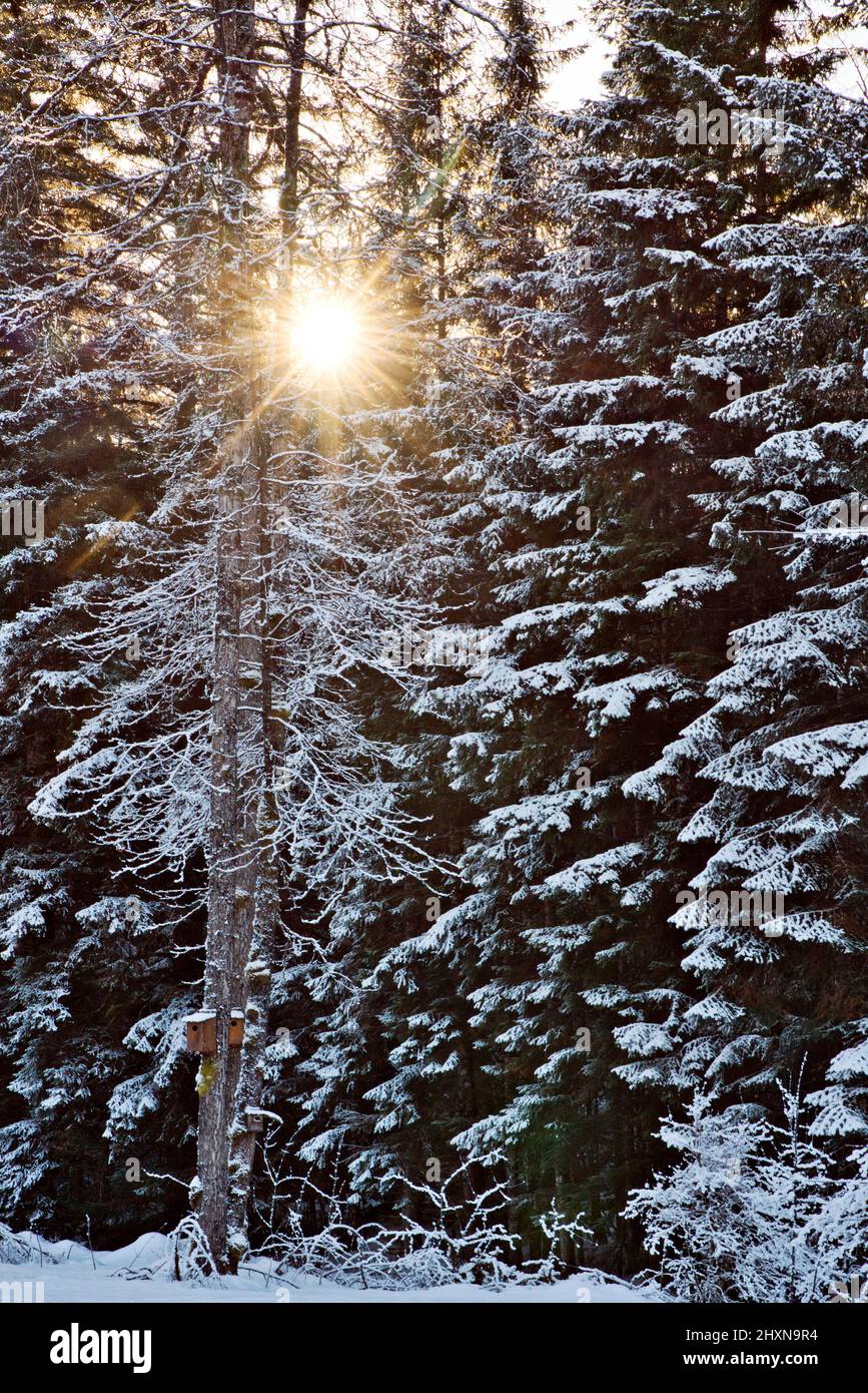 Winter sun through trees in a forest with snow Stock Photo - Alamy