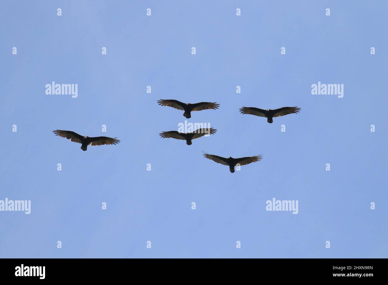 Kettle of vultures hi-res stock photography and images - Alamy