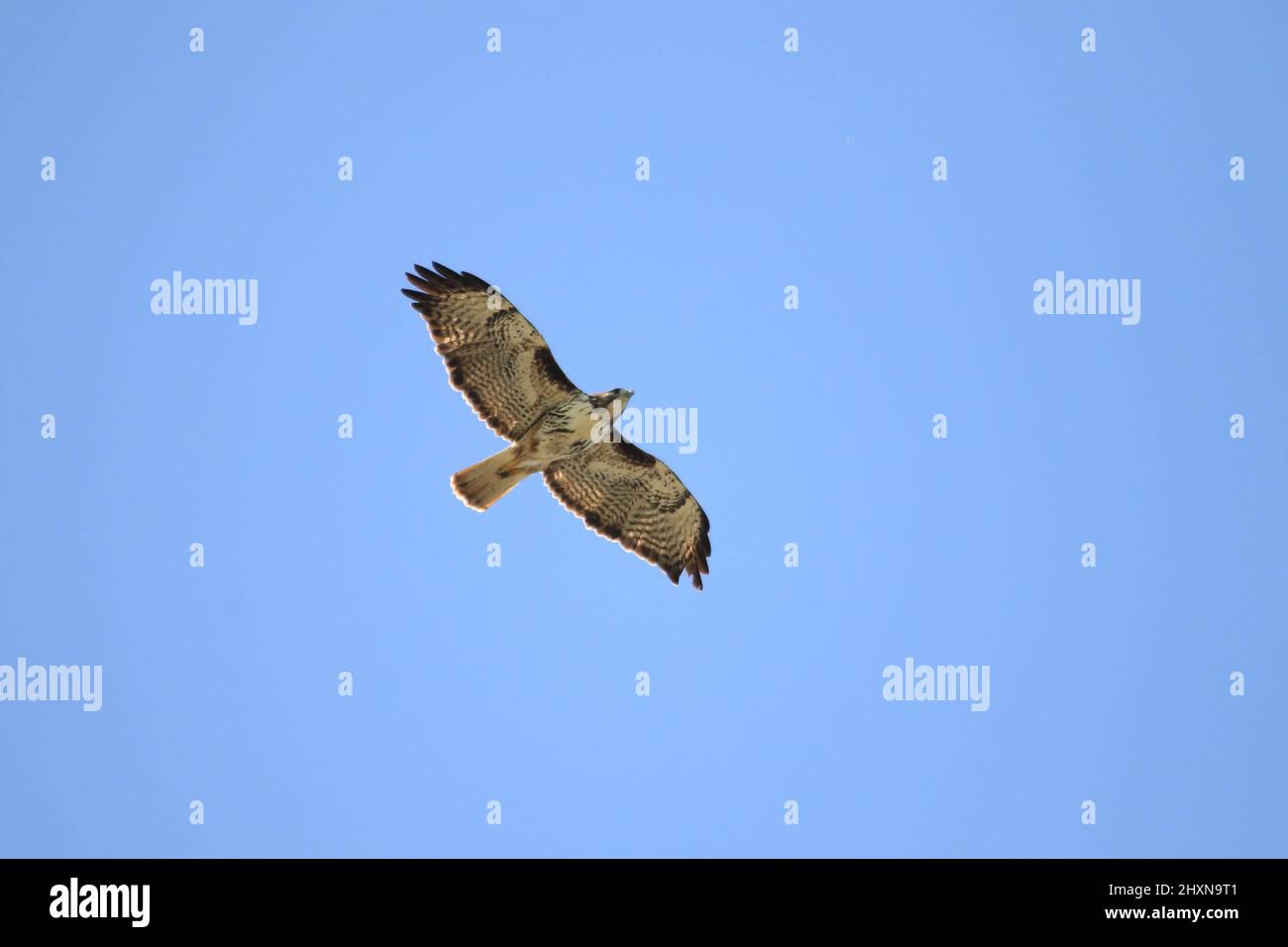 A light Red-tailed Hawk in flight against a blue sky. Taken in Victoria ...