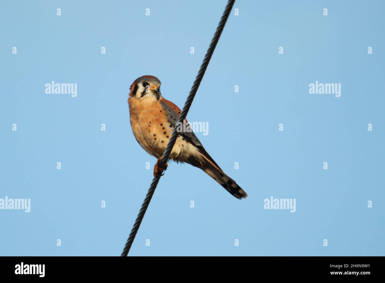 Male American Kestrel on a wire against a blue sky. Taken in Victoria ...