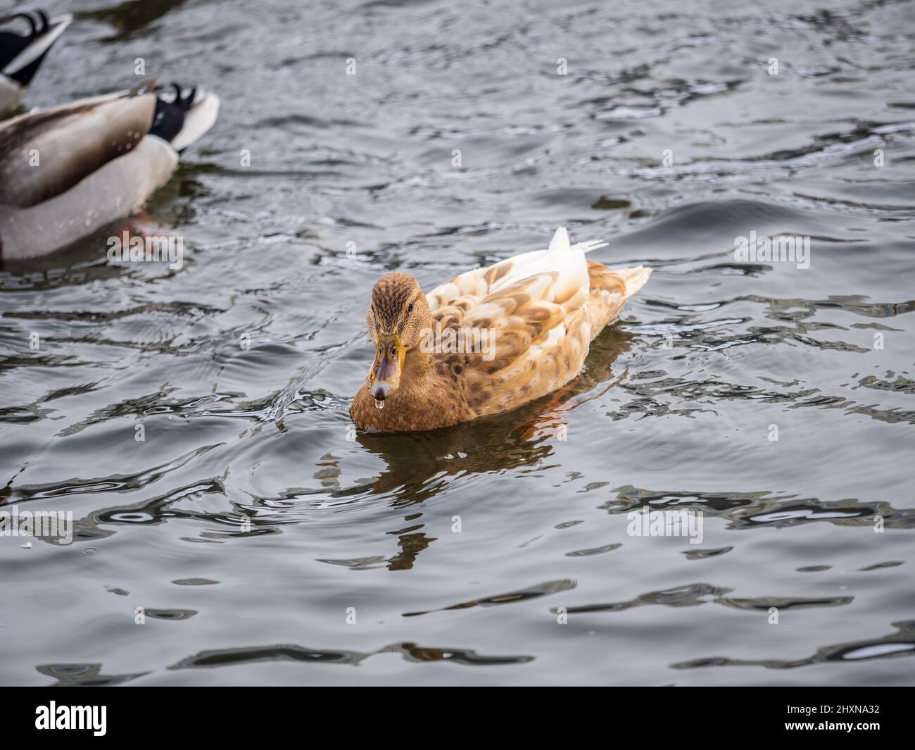 Yellow colored Mallard female Duck swims in the pond. Animal ...