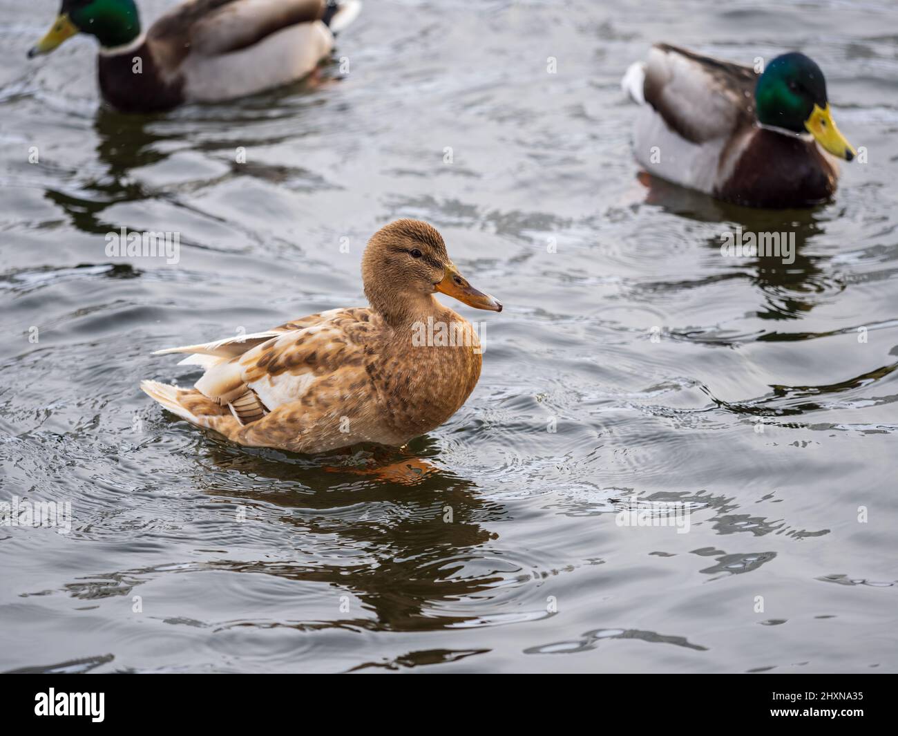 Yellow colored Mallard female Duck swims in the pond. Animal ...