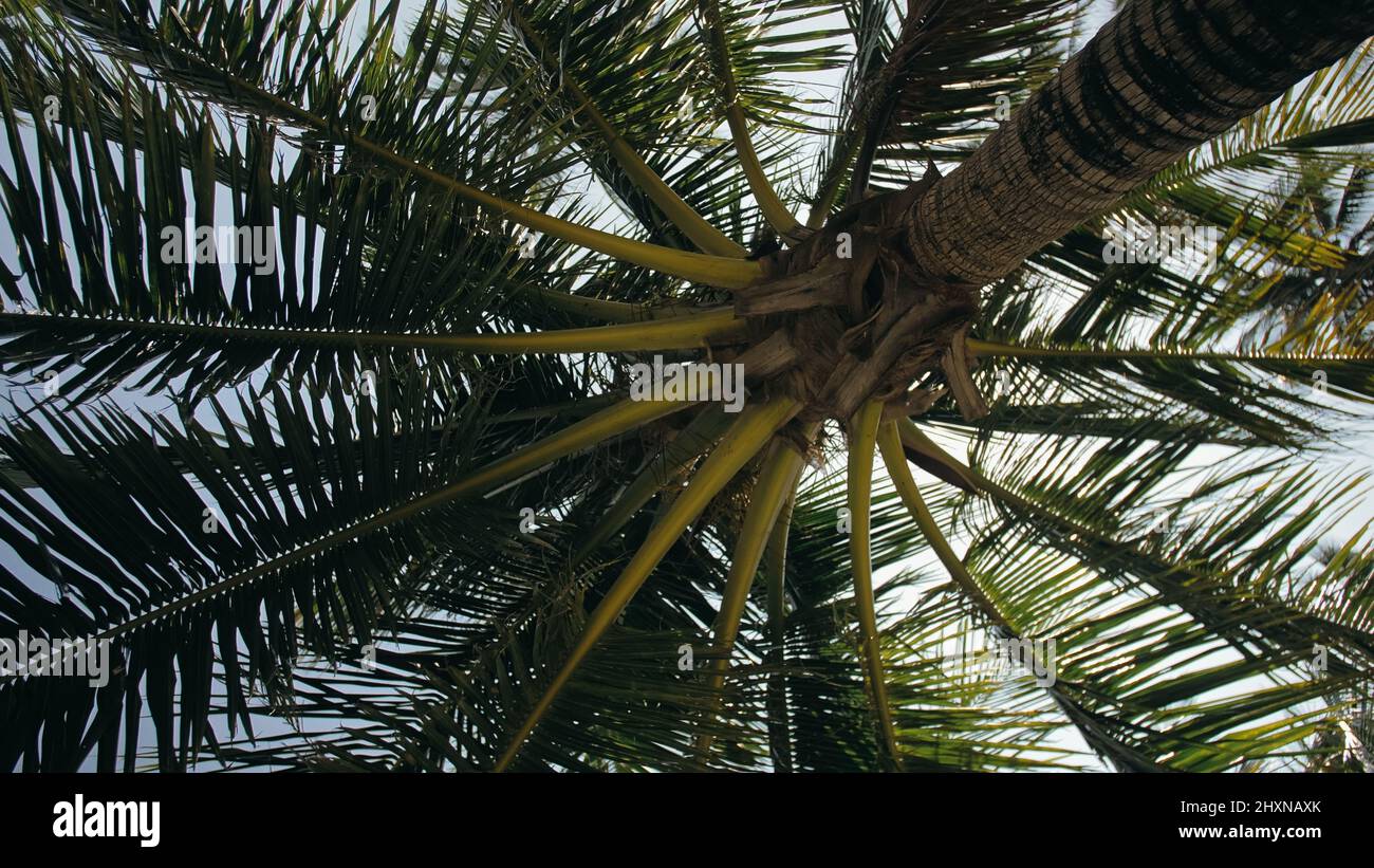 Wonderful high palm trees with large lush leaves waved by soft wind on ...
