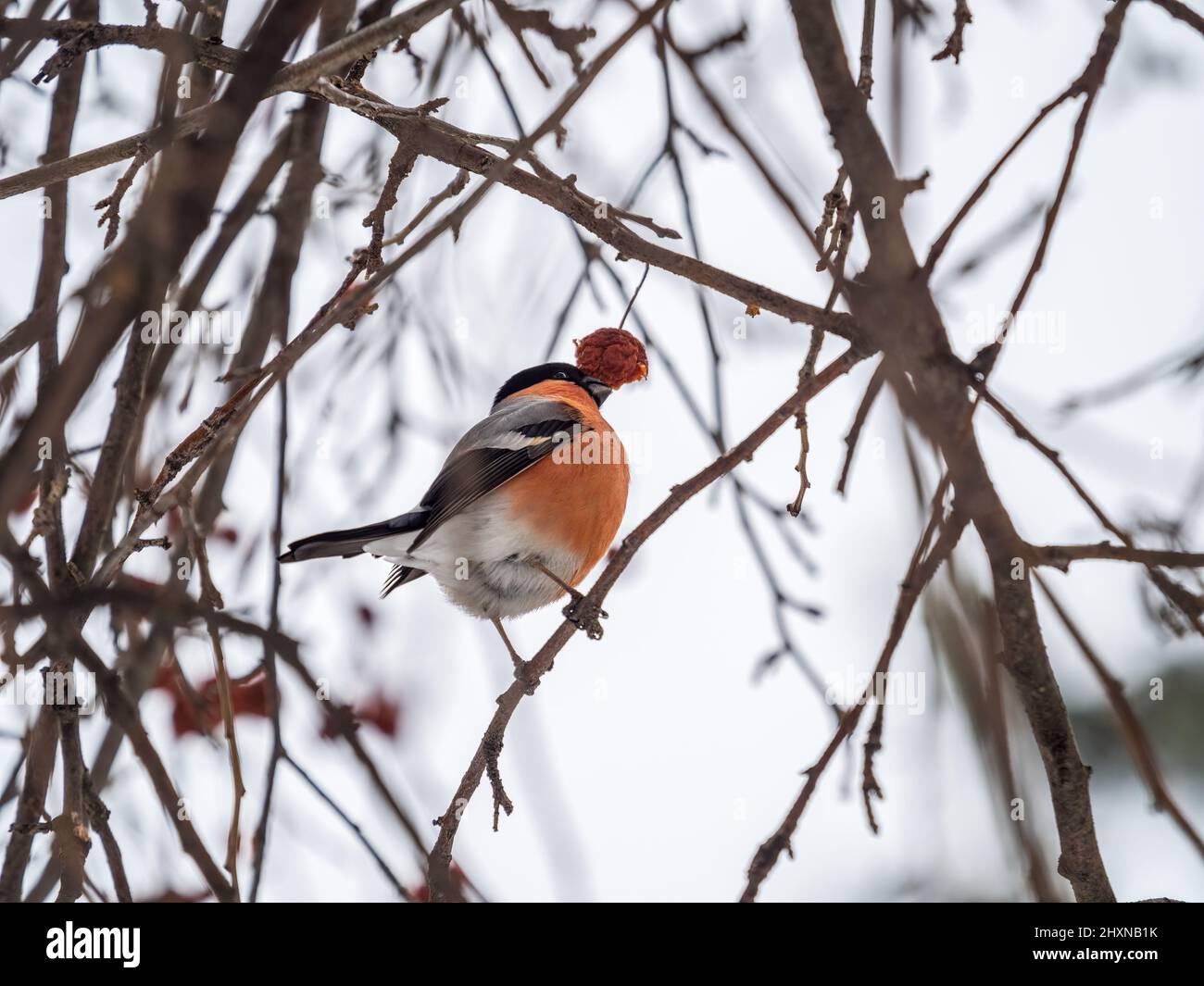 Bullfinch sits on a branch and eats small red apples. Bullfinch bird ...