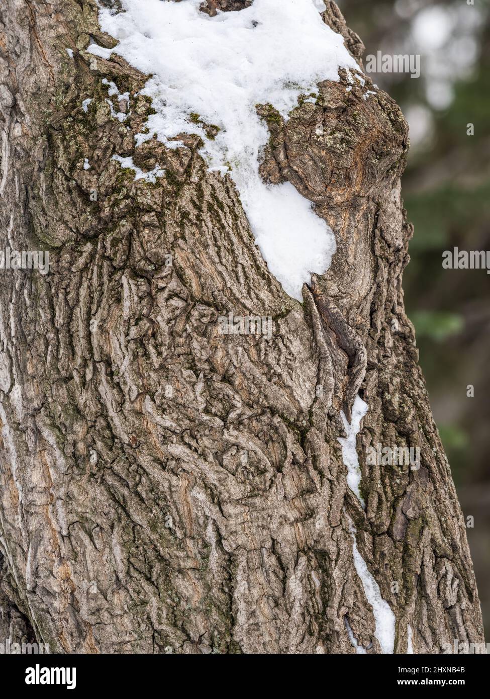 Cork tree bark texture with snow. Tree bark texture with snow. Natural ...