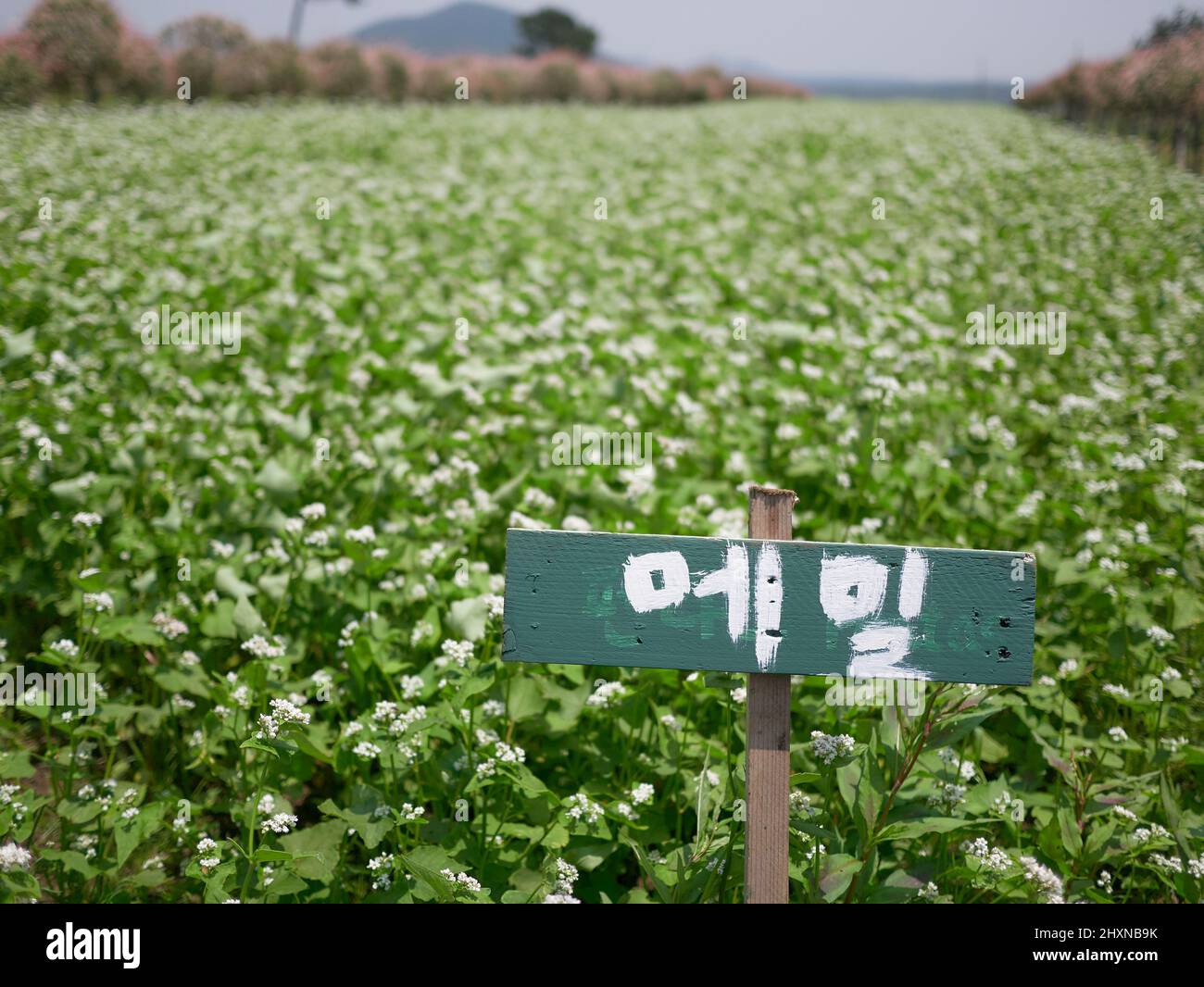Beautiful flower garden in Jeju island, South Korea Stock Photo - Alamy