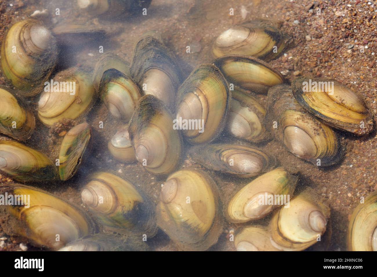 Mussels silhouette hi-res stock photography and images - Alamy