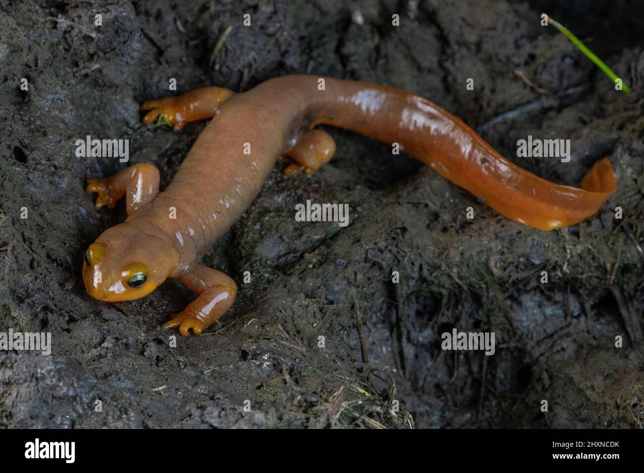 An aquatic phase California newt (Taricha torosa) from a cattle pond in ...