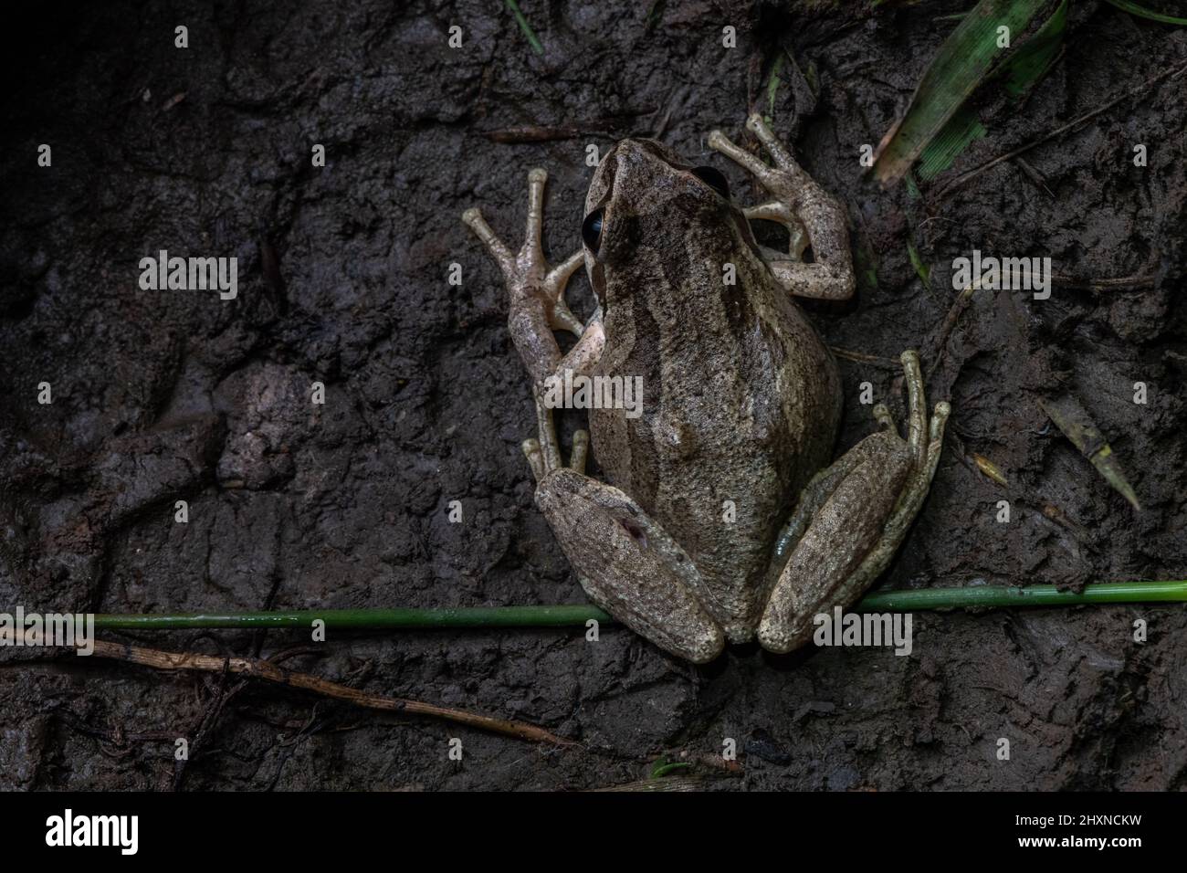 A california treefrog (Pseudacris) in an East Bay regional park in CA ...