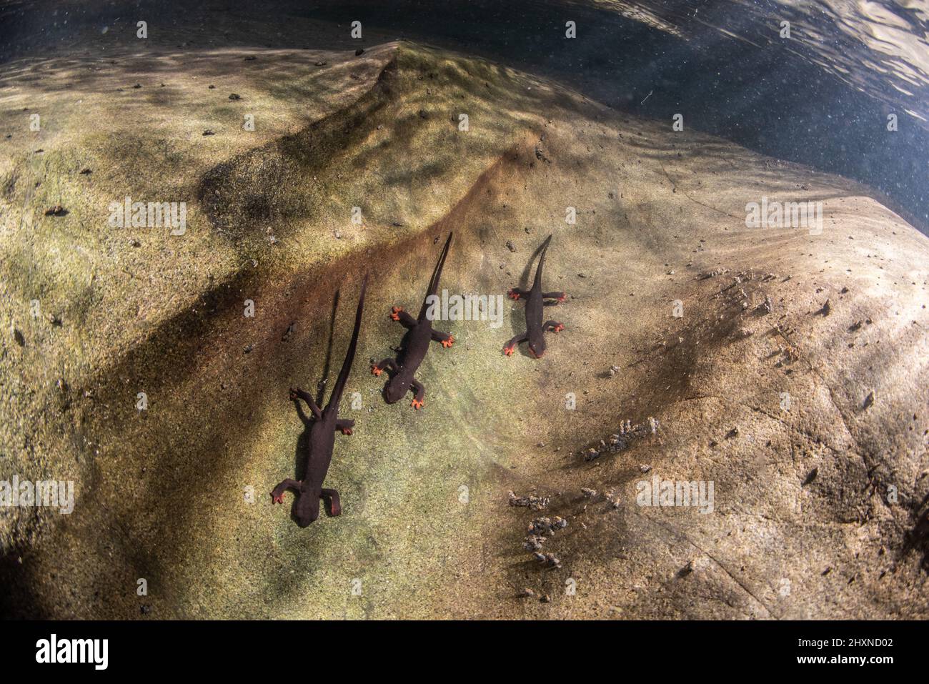 Red bellied newt (Taricha rivularis) a aquatic salamander from Northern ...