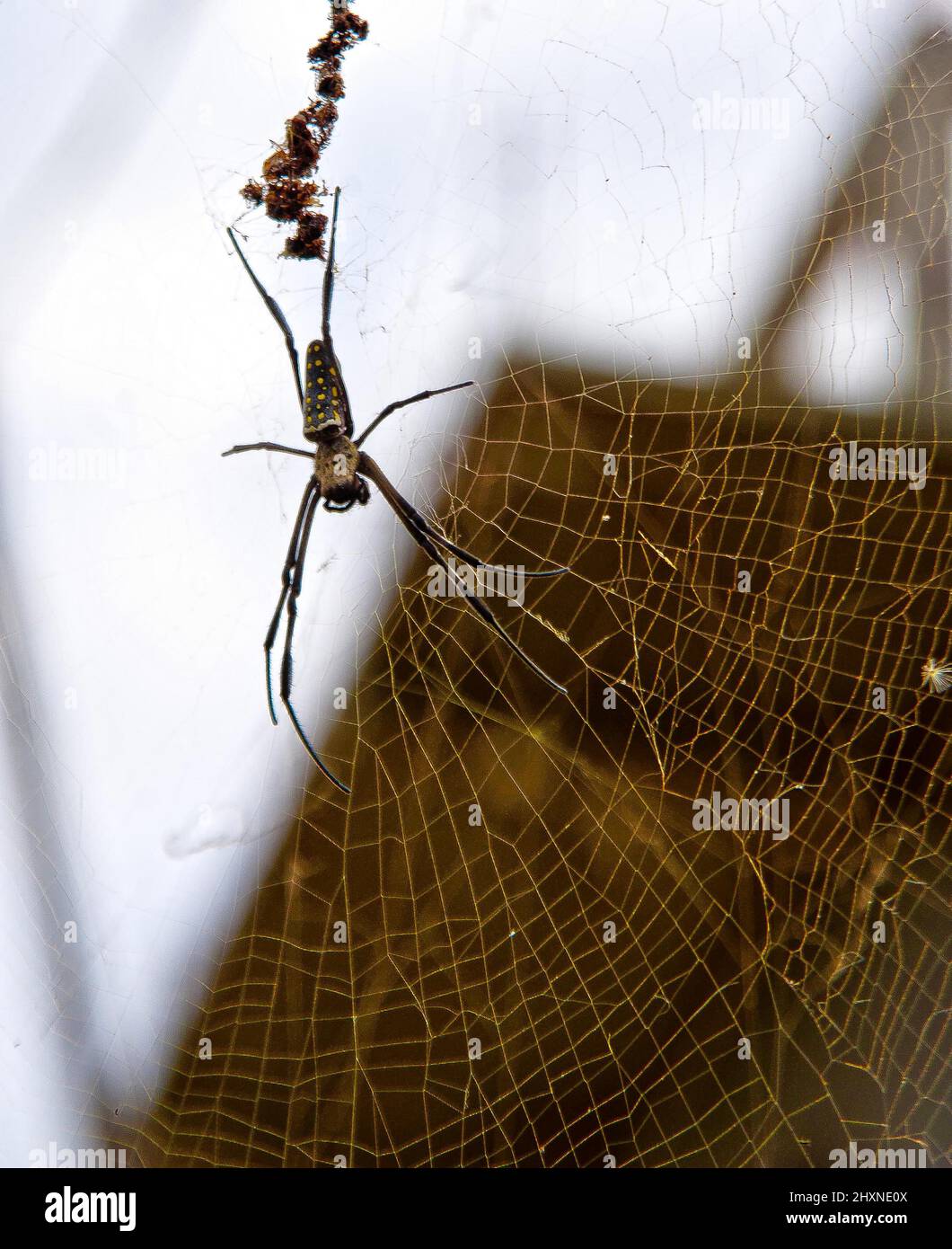 microscopic spider view Stock Photo - Alamy