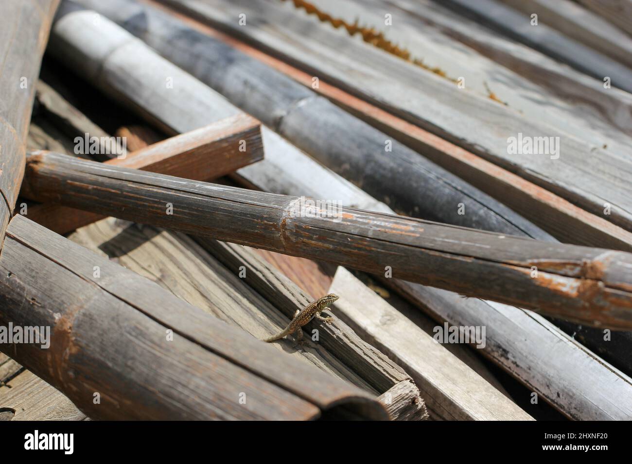 Adorable Small Lizard Hiding in Pile of Wood - Perfect for Nature ...