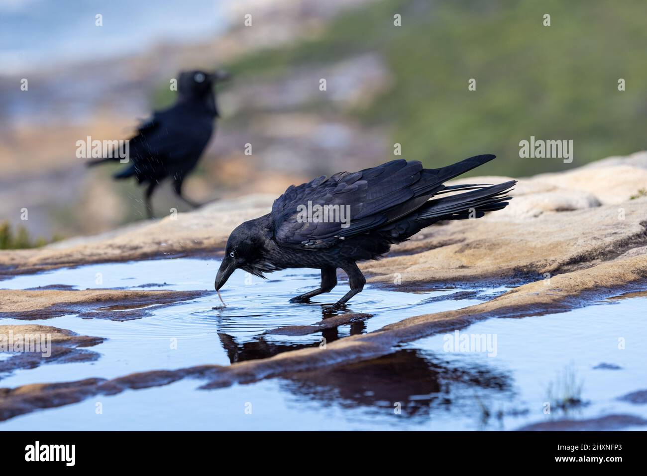 Australian Raven feeding on worms in pool of water Stock Photo - Alamy