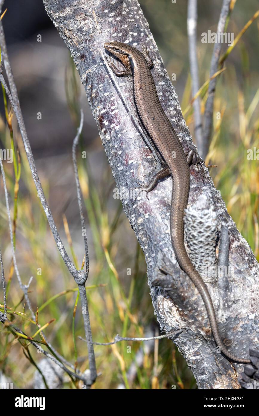 Australian Red-throated Skink basking on banksia tree trunk Stock Photo ...