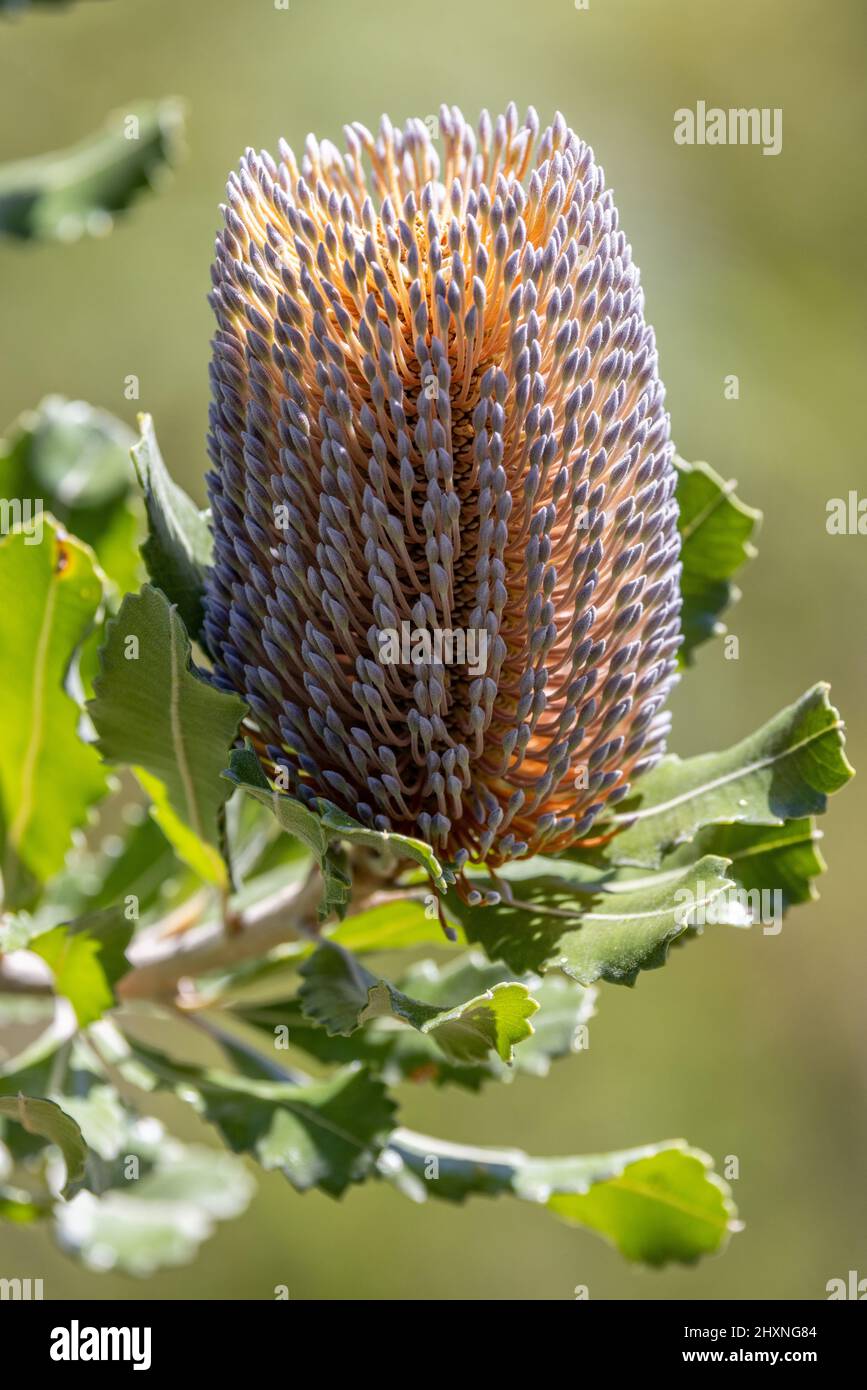 Banksia man hi-res stock photography and images - Alamy
