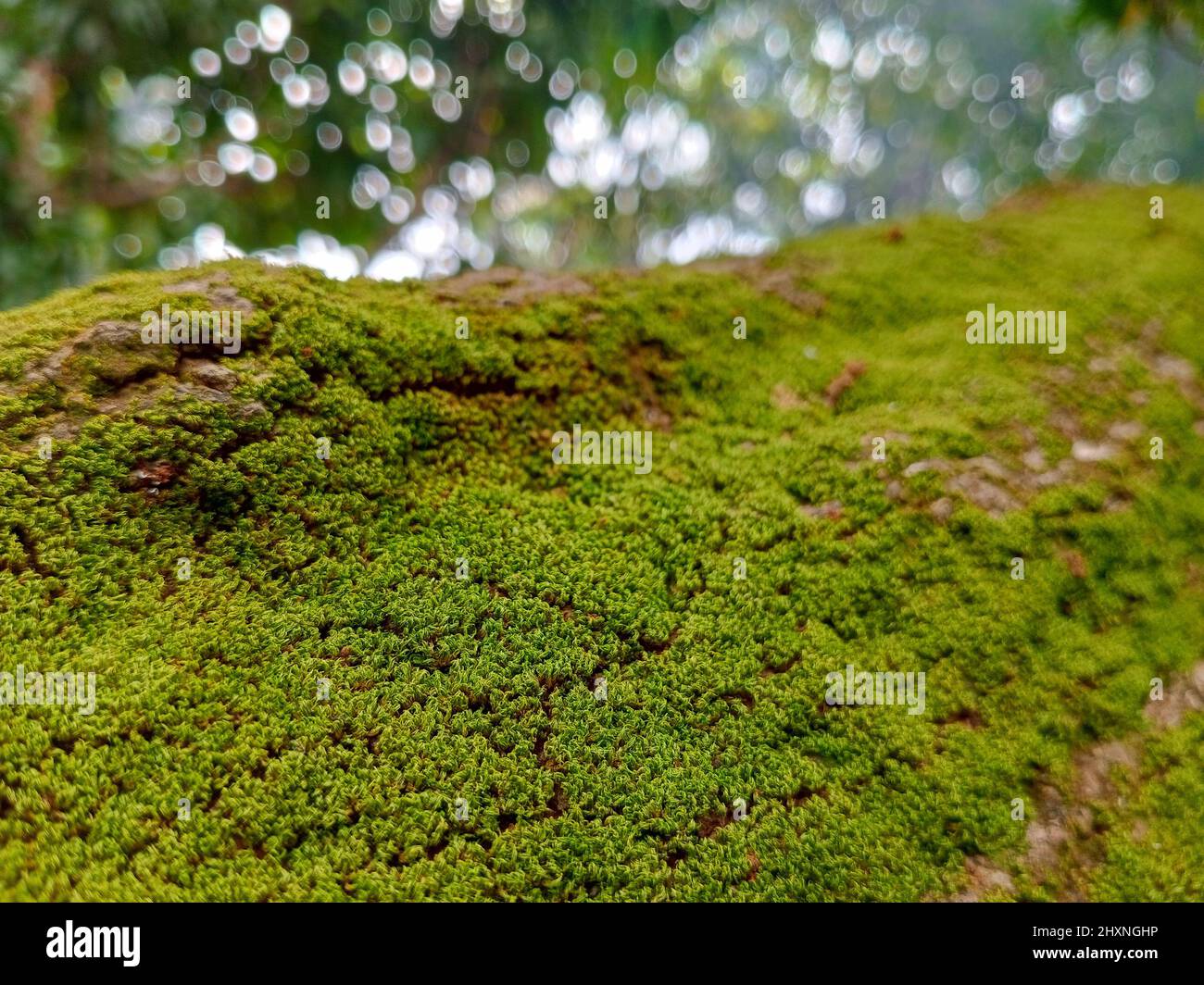Beautiful Bright Green moss grown up cover the rough stones and on the ...