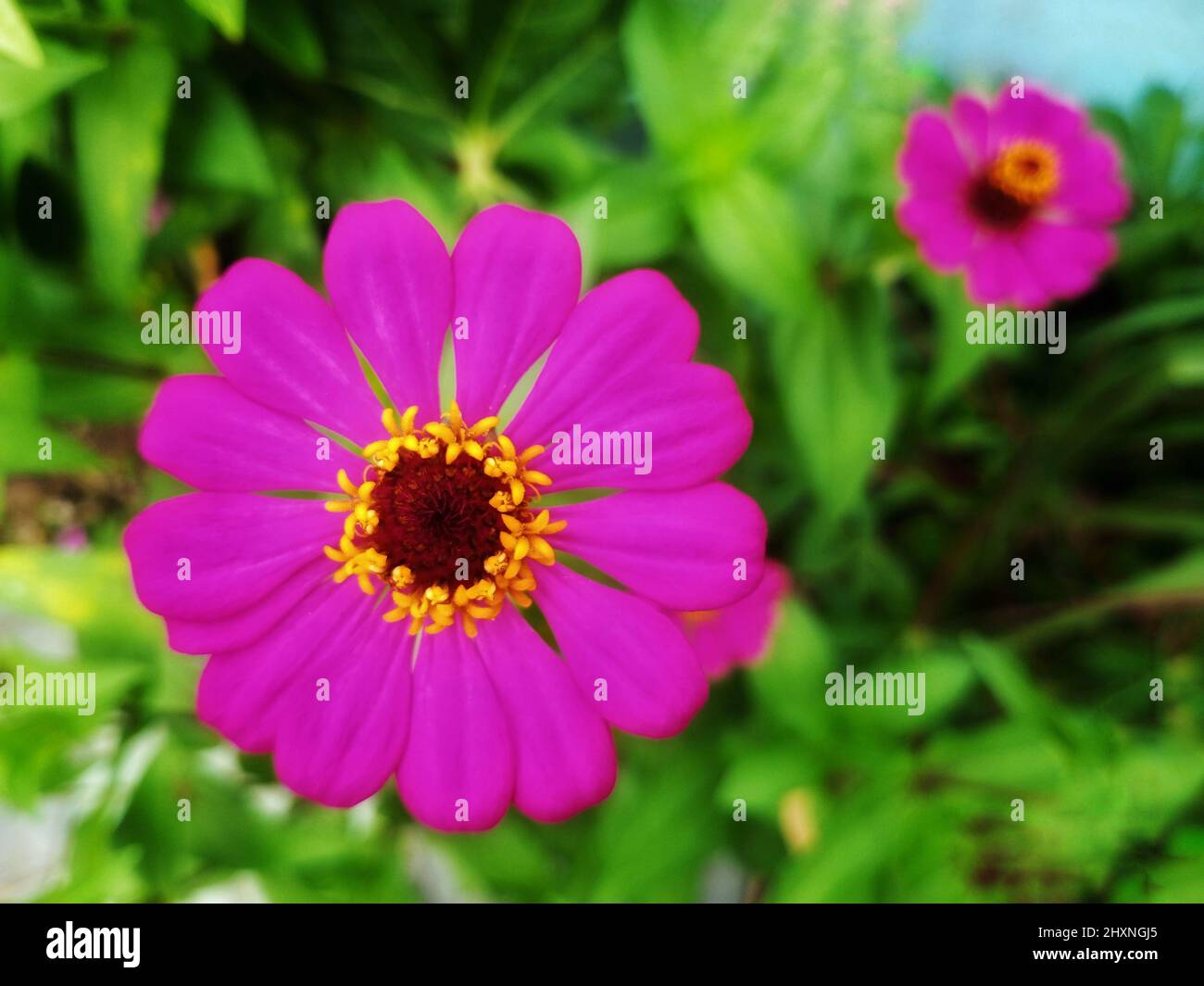 Creative layouts of pink flower and green leave, flat lay, nature ...