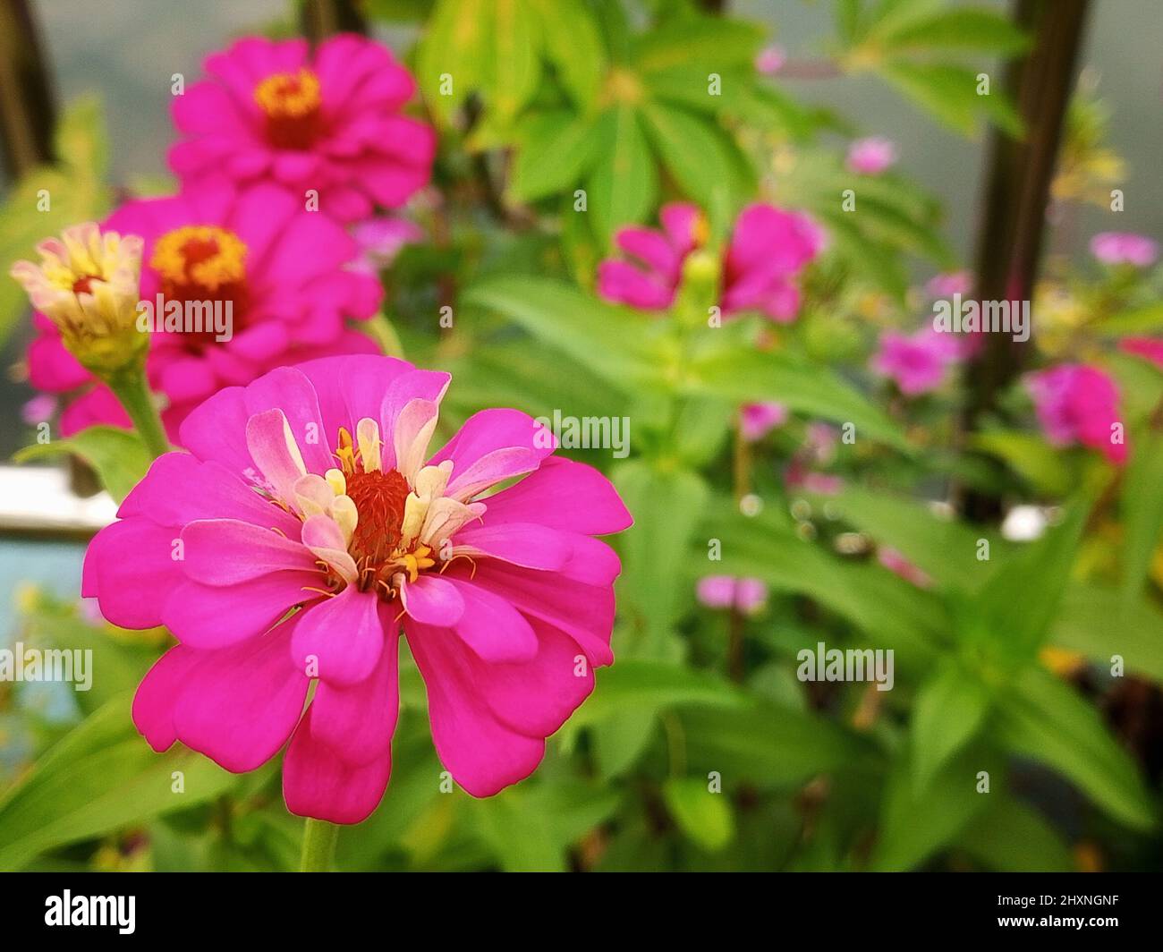 Creative layouts of pink flower and green leave, flat lay, nature ...
