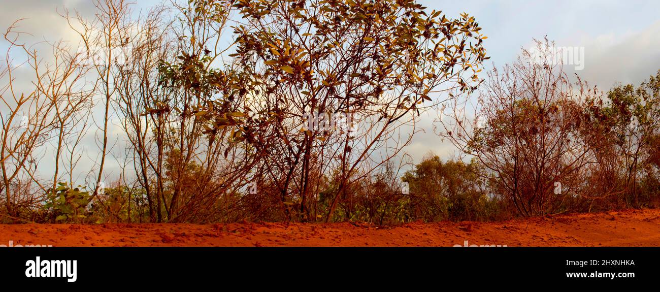 Pindan walnut hi-res stock photography and images - Alamy