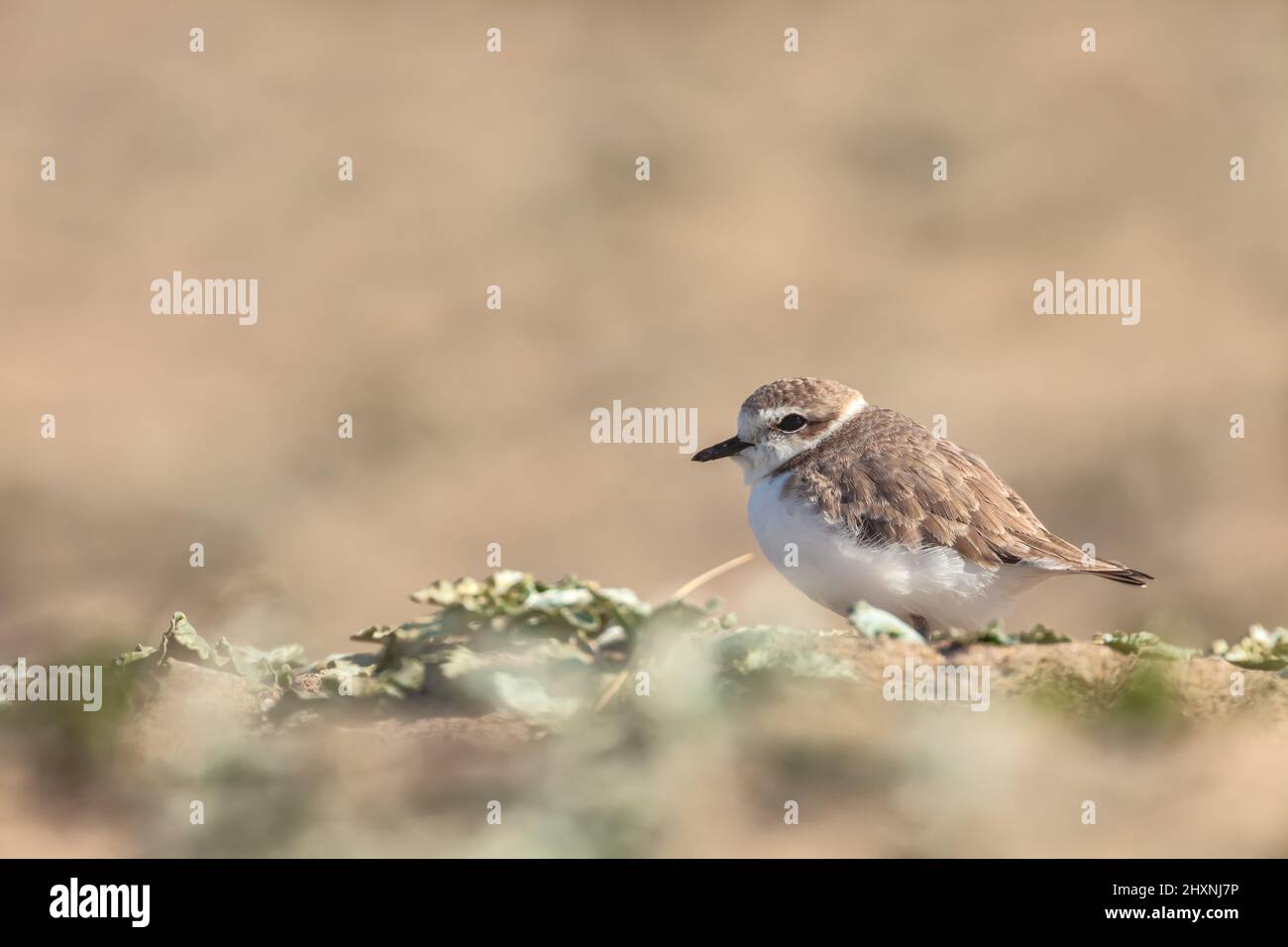 Threatened species western snowy plover Charadrius nivosus at Point ...