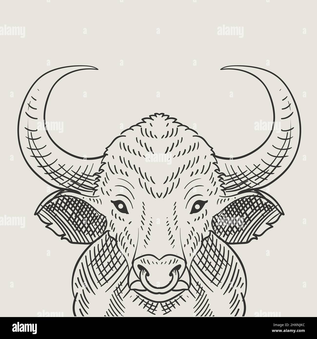 Vintage ox drawing Stock Vector Images - Alamy