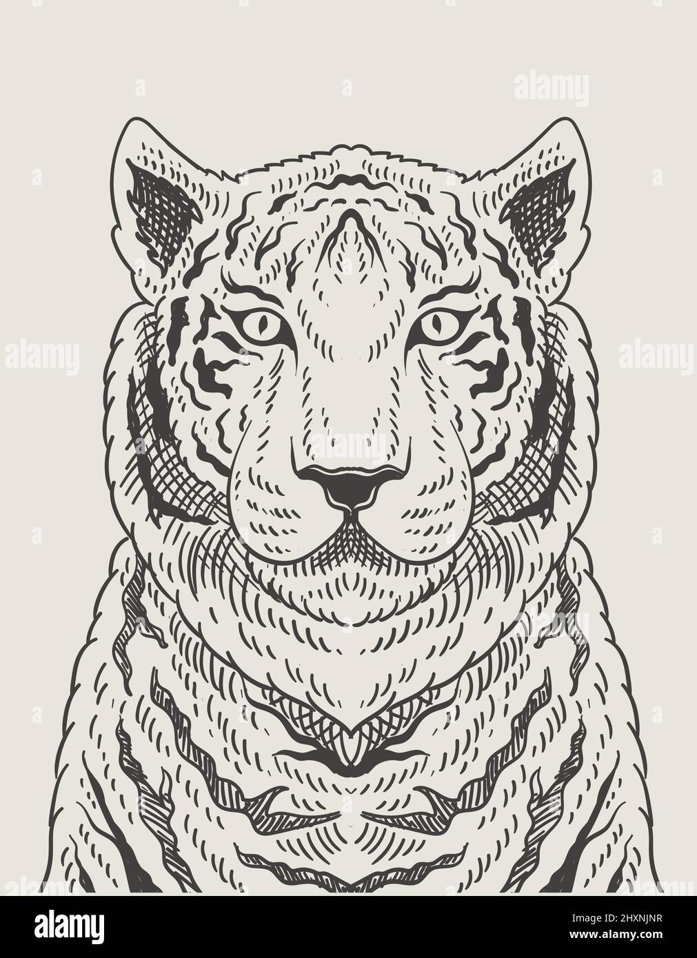 illustration vintage Tiger engraving style Stock Vector Image & Art - Alamy