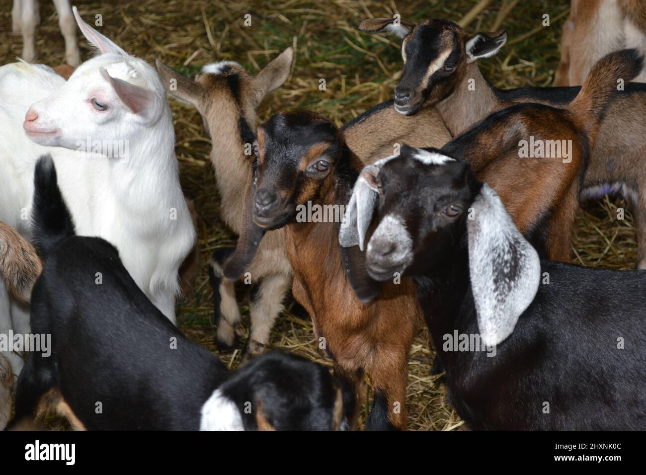 Bakra eid 2022 hi-res stock photography and images - Alamy