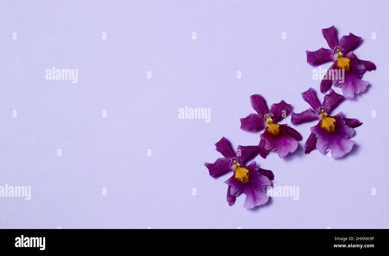 Purple flower negative space hi-res stock photography and images - Alamy