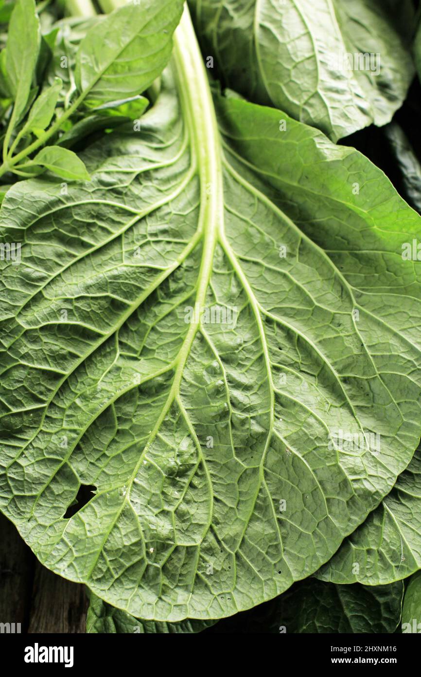 Close Up Organic Mustard Green Leaf for Healthy Concept Diet Eating ...