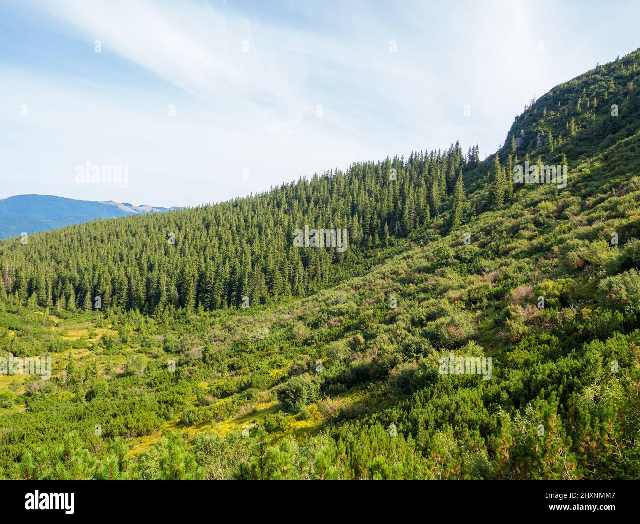 mountain landscape with coniferous forest Stock Photo - Alamy