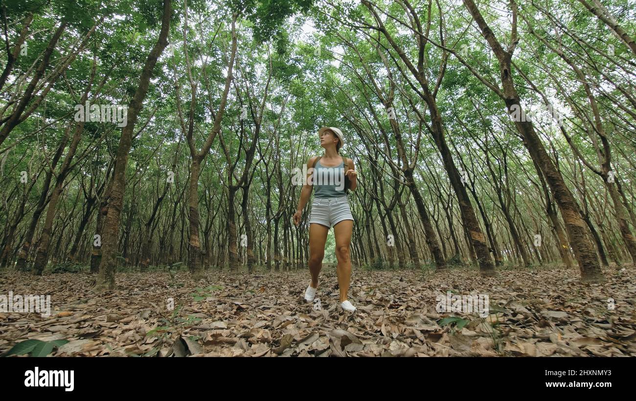 The traveler walks between trees plantation agriculture of asia for ...