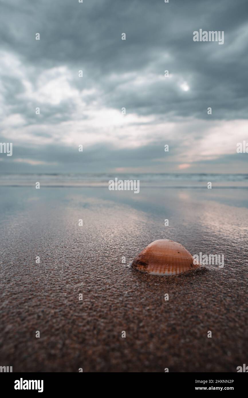 Shell lying on beach hi-res stock photography and images - Alamy