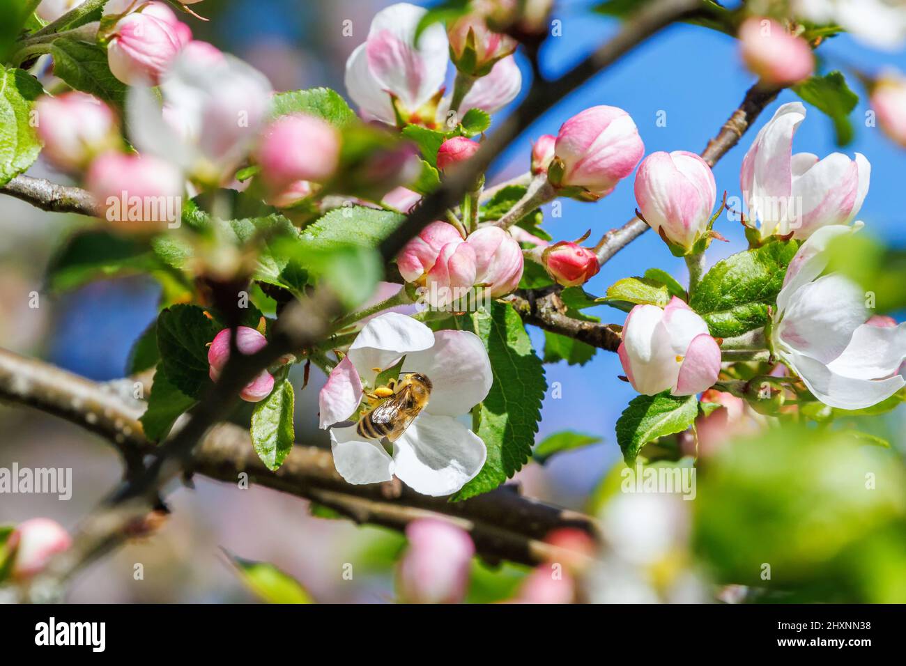 Blooming cherry tre hi-res stock photography and images - Alamy