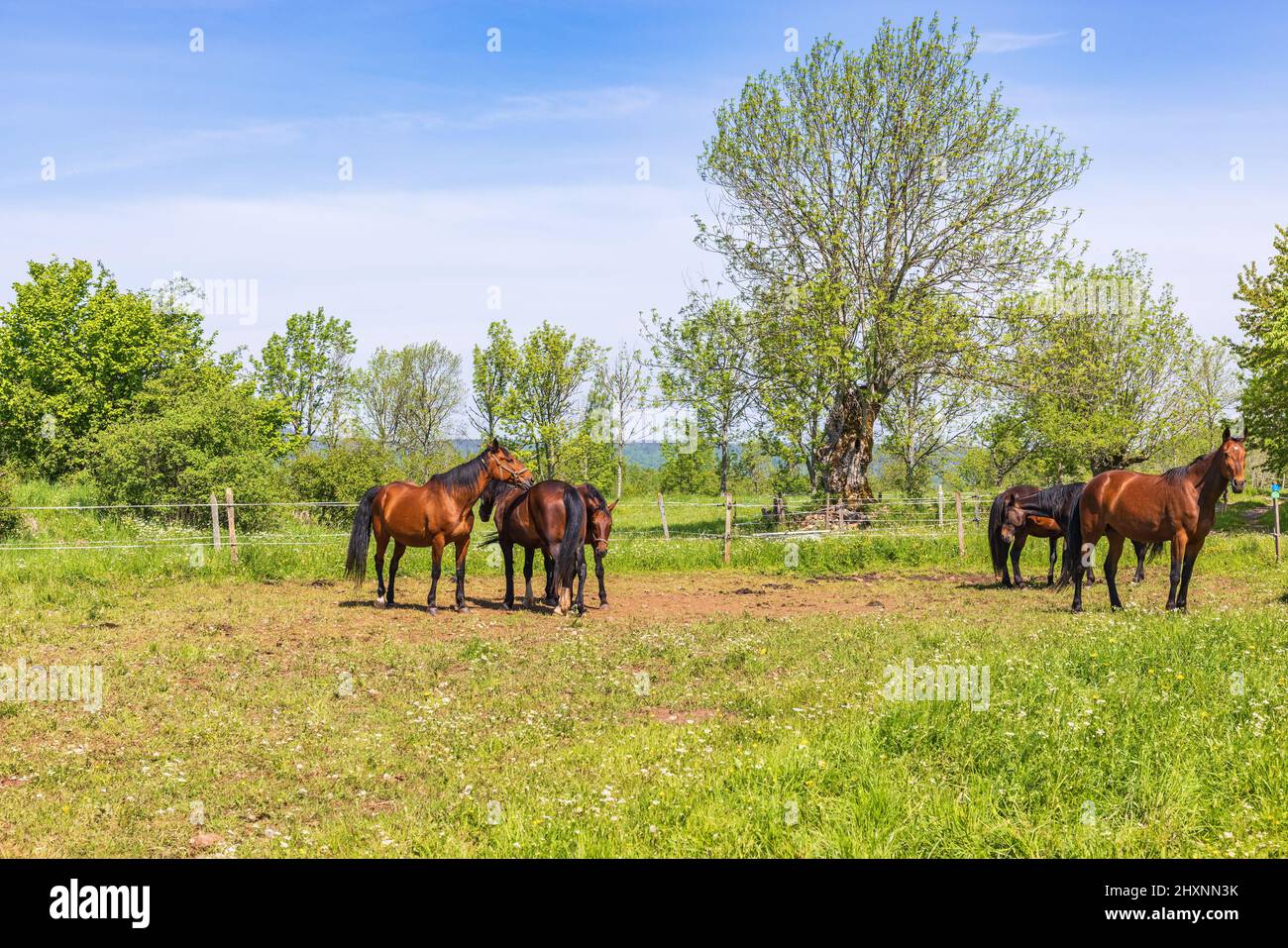 Horses in a paddock in a rural landscape Stock Photo - Alamy
