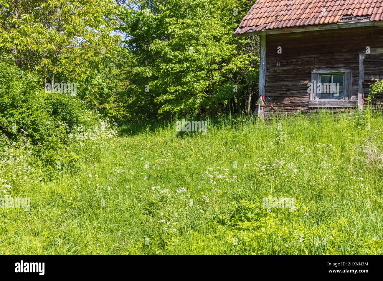 Blooming overgrown meadow by a red barn Stock Photo - Alamy