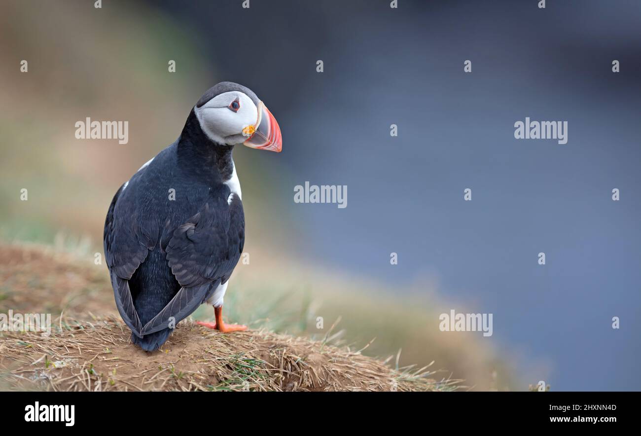 The atlantic puffin lives on the ocean and comes for nesting and ...