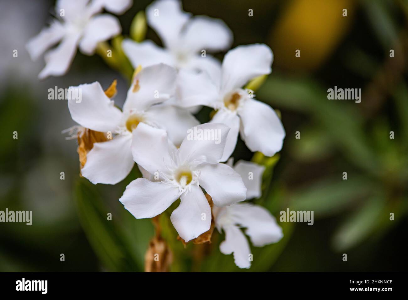 white flowers in greenery close-up Stock Photo - Alamy
