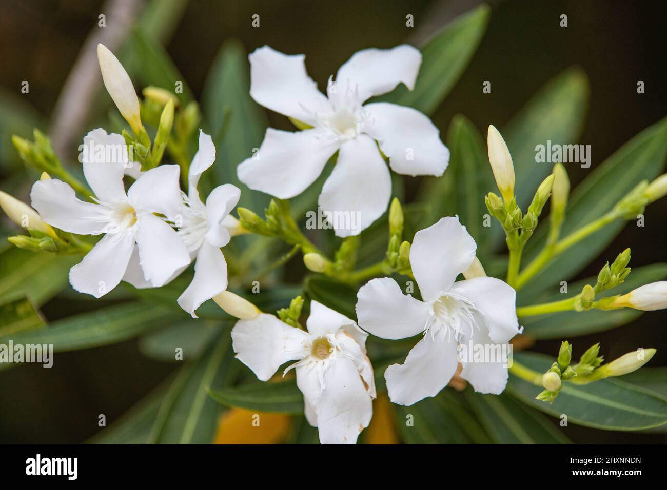 Up close greenery hi-res stock photography and images - Alamy