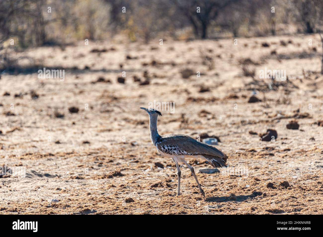 The Kori Bustard -Ardeotis kori- is considered to be the largest flying ...