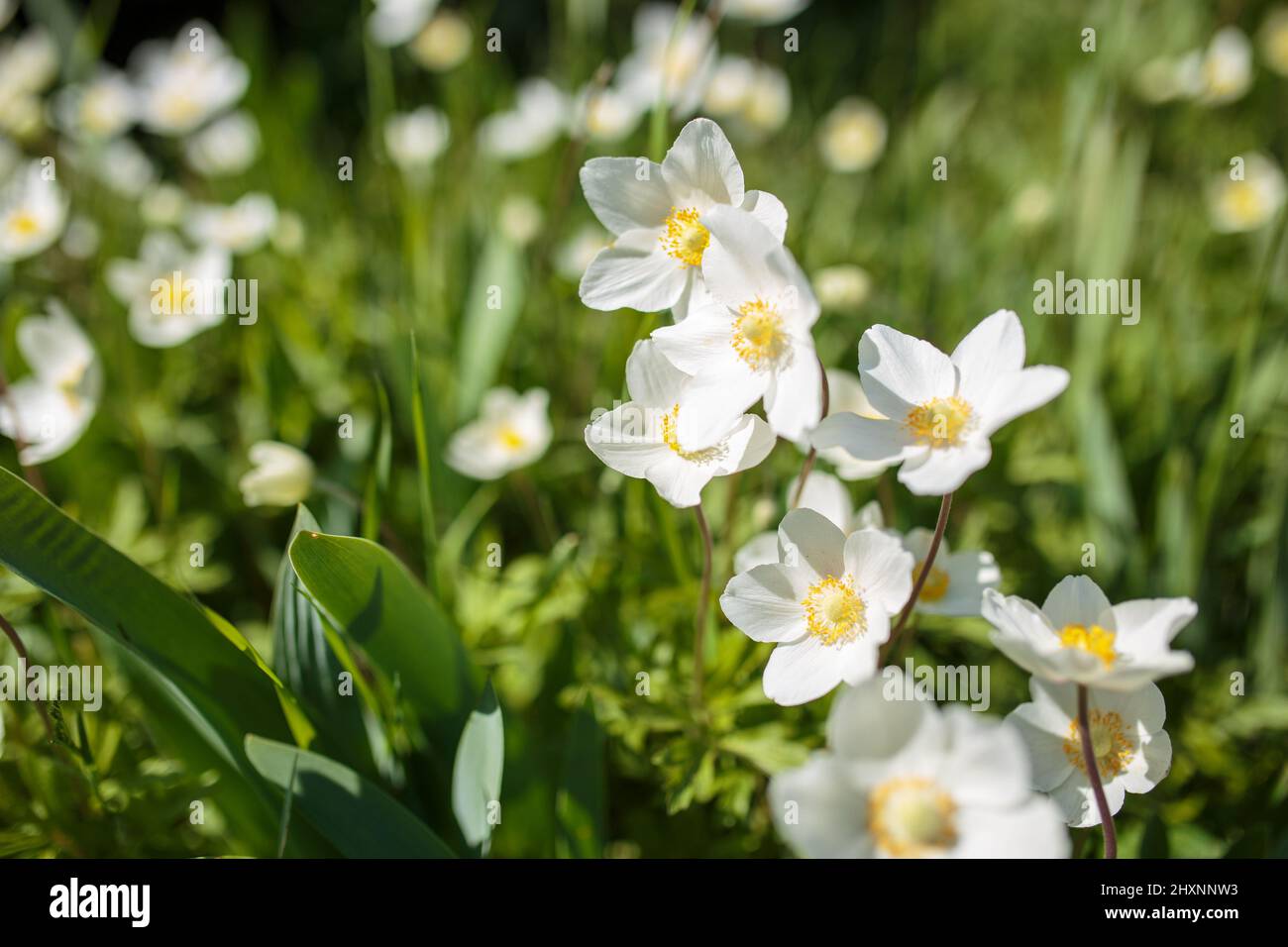 Beautiful field anemone wildflowers in sunlight. Spring forest ...