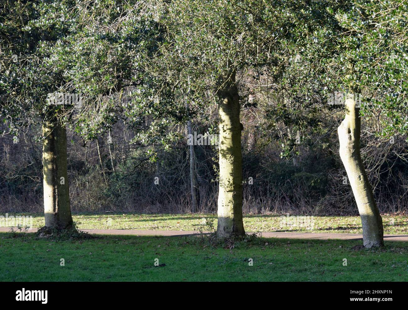 row of three trees, suffolk, england Stock Photo - Alamy
