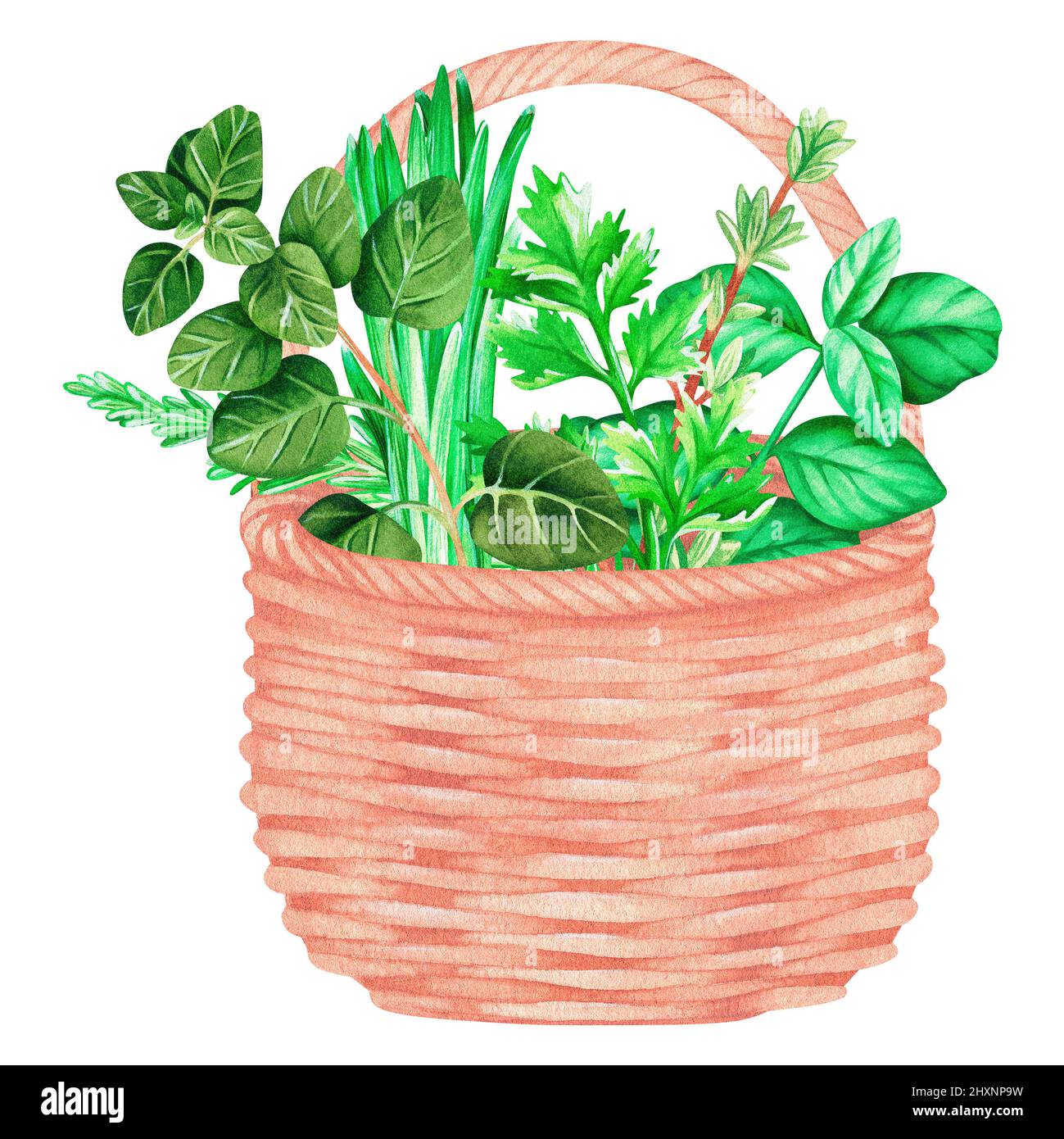 Cilantro watercolor hi-res stock photography and images - Alamy