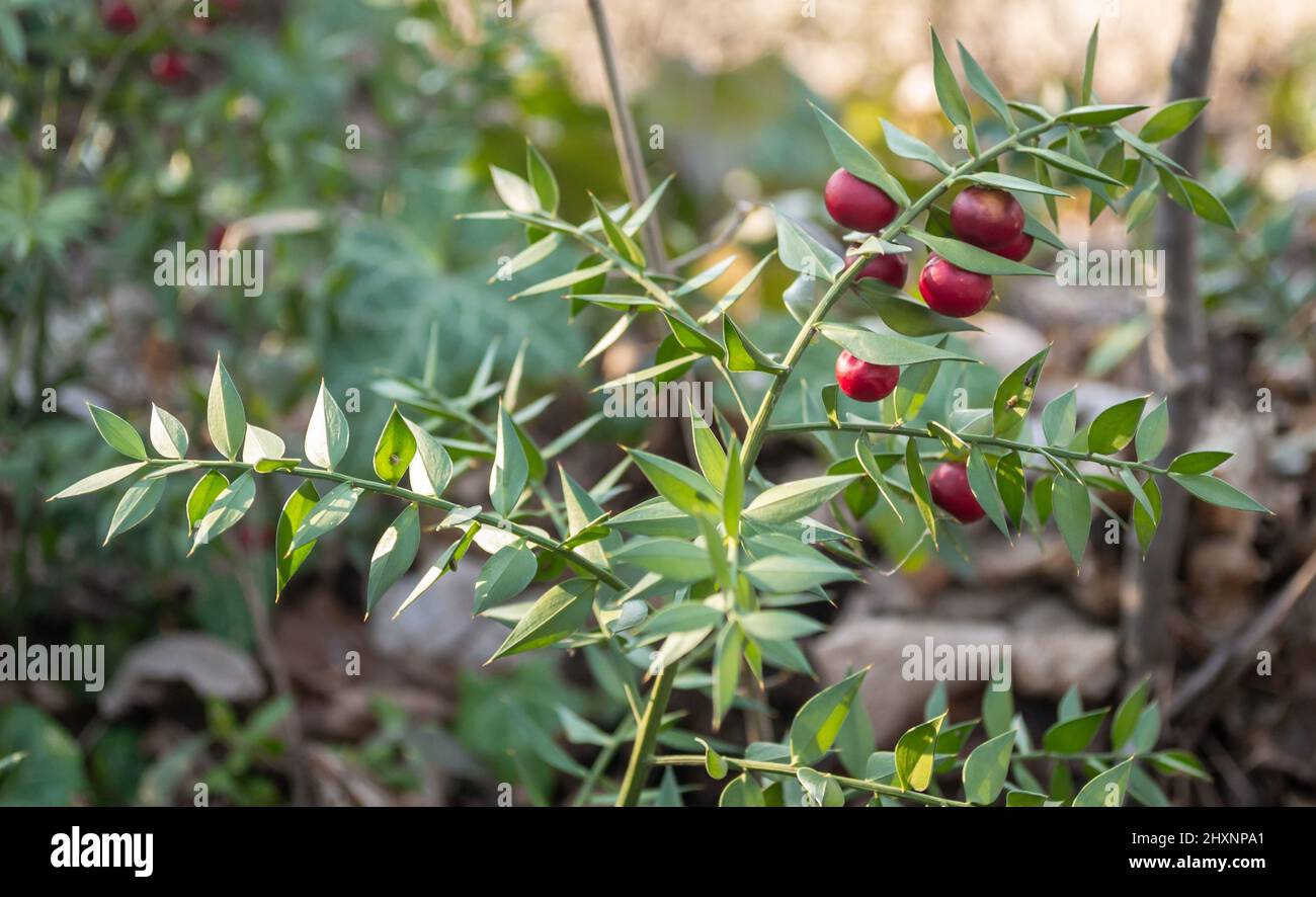 Twigs with red berries of the evergreen bushy plant Ruscus aculeatus ...